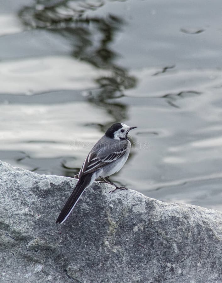 A Bird Sitting on a Rock Next To Water Stock Image - Image of white ...