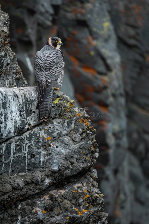 A Bird Sitting on a Rocky Ledge. Suitable for Nature and Wildlife ...