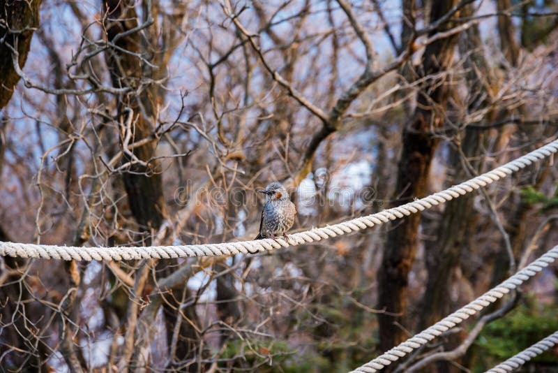 Bird sitting on a rope stock photo. Image of cute, forest - 67093730