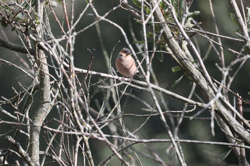 The Bird is Sitting on the Thin Branches of the Tree Stock Image ...