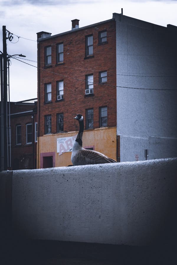A Bird Sitting on Top of a Cement Wall on a Street Corner Editorial ...