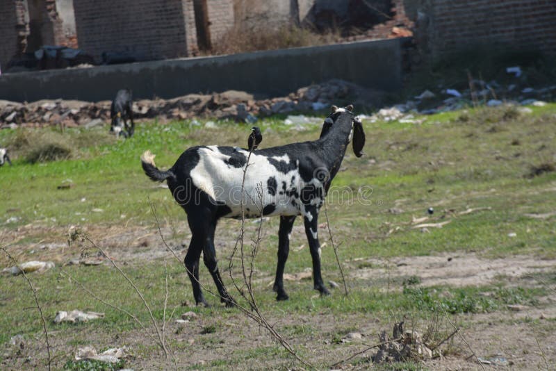 The Bird is Sitting on Top of the Goat with Green Grass Stock Image ...