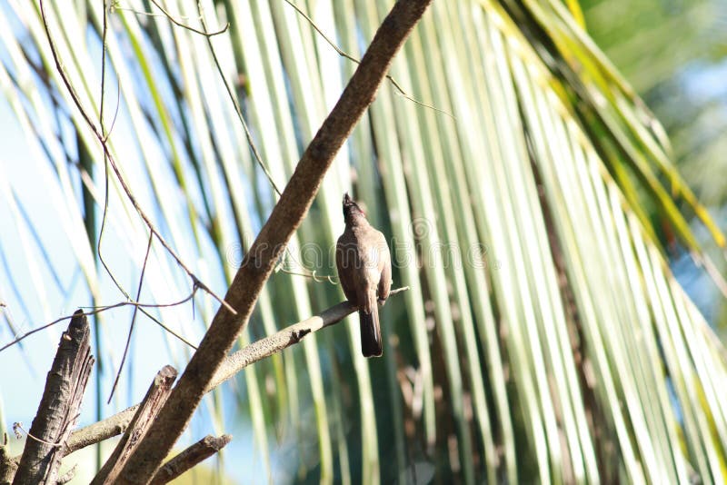 A bird sitting on a tree. stock image. Image of plant - 202544881