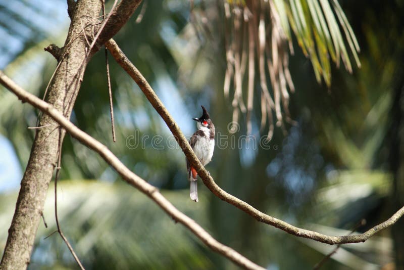 A bird sitting on a tree. stock photo. Image of drawing - 202631278