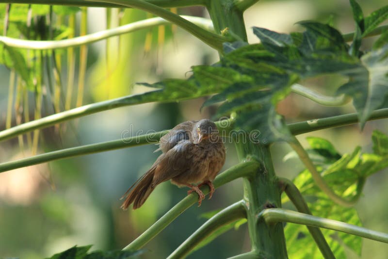 A bird sitting on a tree. stock image. Image of wild - 209066275