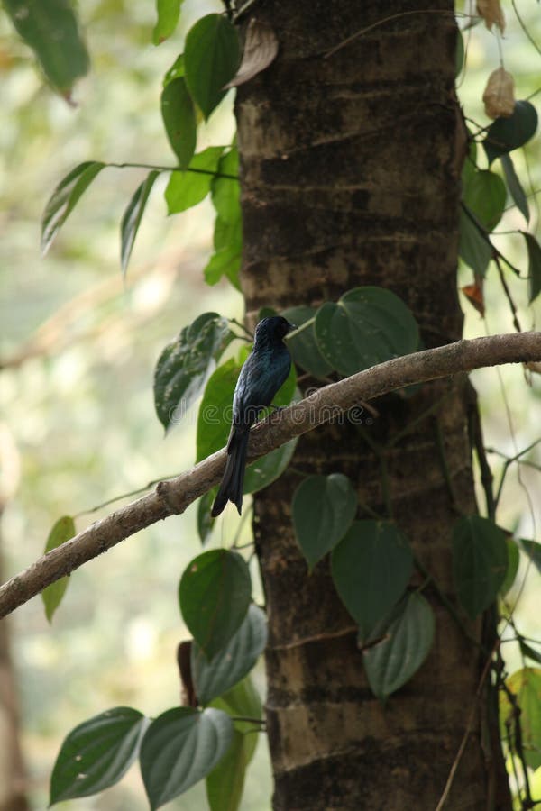 A bird sitting on a tree. stock photo. Image of tree - 214699368