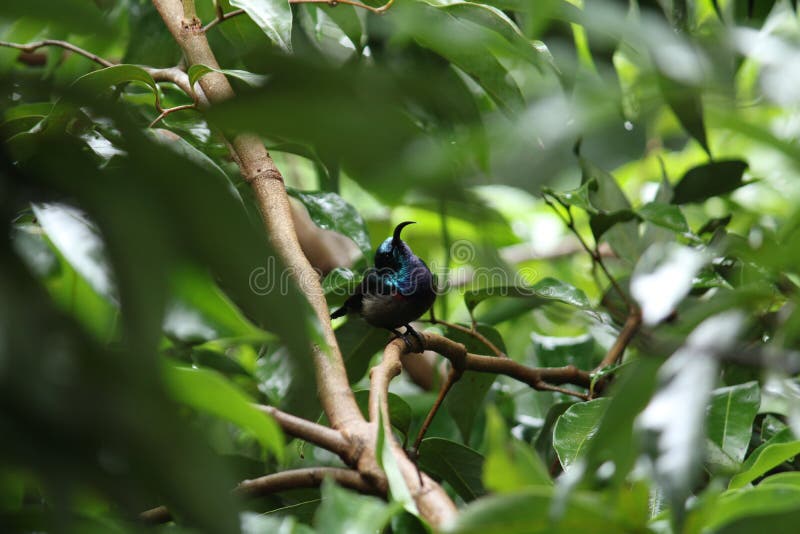 A bird sitting on a tree. stock photo. Image of sitting - 222176670