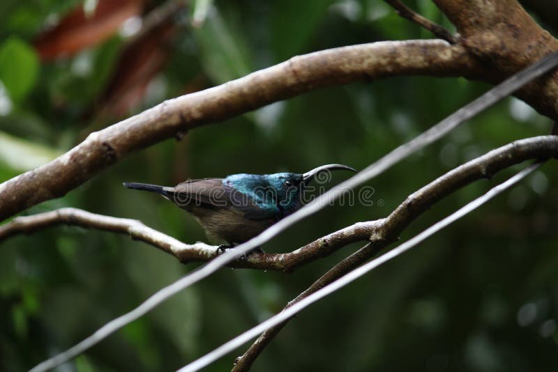 A bird sitting on a tree. stock photo. Image of tree - 222178576