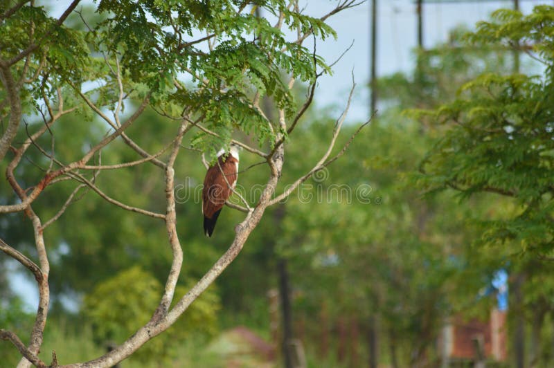 Bird sitting on tree stock photo. Image of nature, b8rd - 184177750
