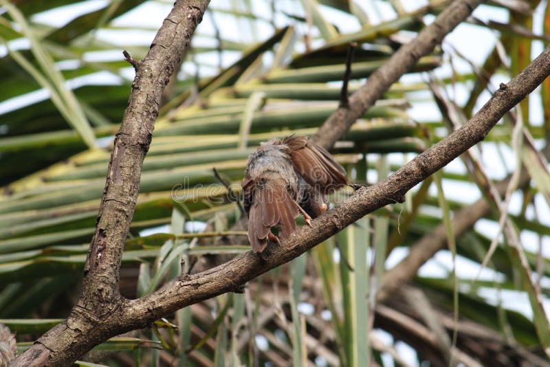 A bird sitting on a tree. stock image. Image of nature - 201739375