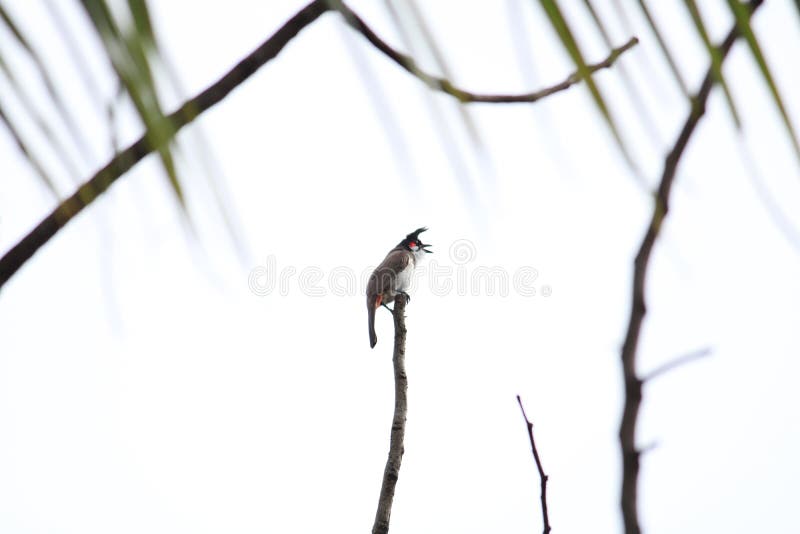 A bird sitting on a tree. stock image. Image of tree - 202599061