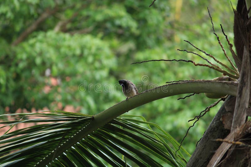 A bird sitting on a tree. stock photo. Image of nature - 223233810