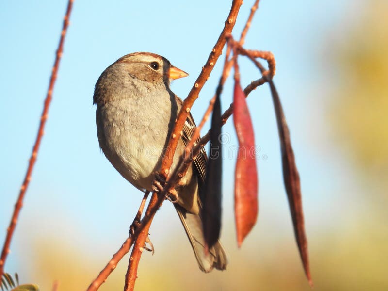 Bird Sitting on Tree Branch Stock Image - Image of twig, branch: 259480881