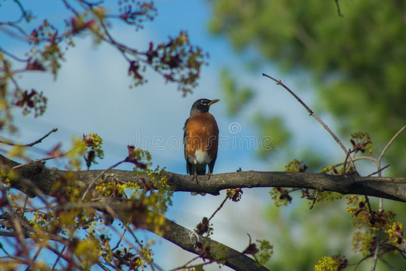 Bird Sitting on Tree Branch Stock Photo - Image of branch, leaves ...
