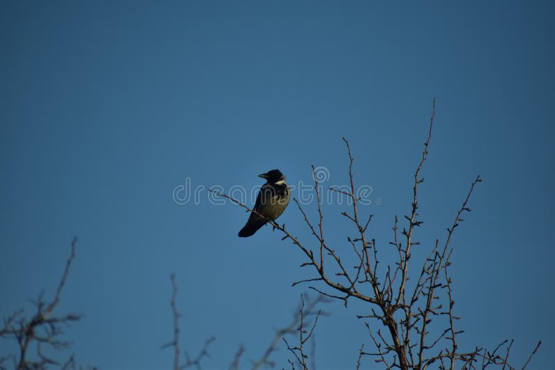 Bird Sitting on Tree Branch Stock Photo - Image of ravens, animal ...