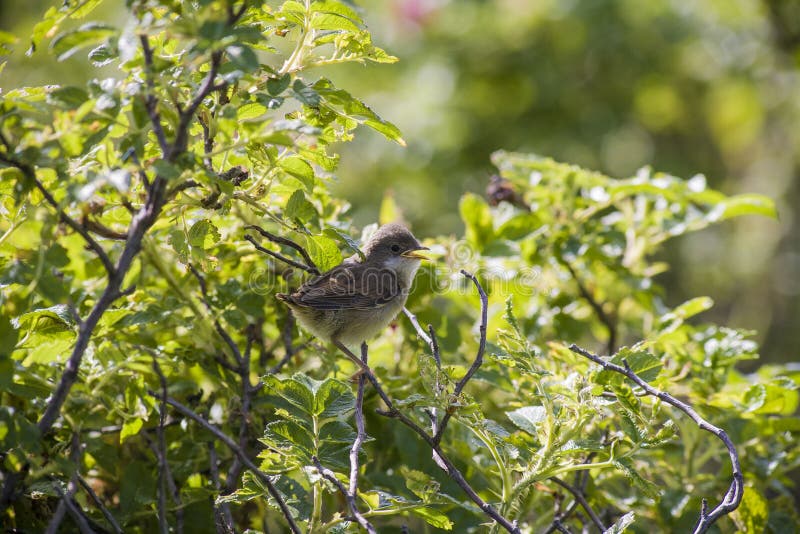 Bird Sitting on a Tree Branch Stock Image - Image of brown, nature ...