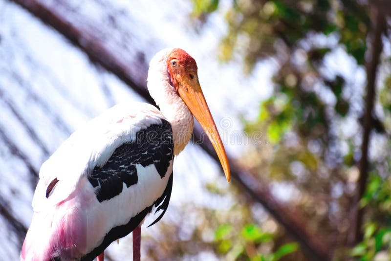 BIRD SITTING on a TREE BRANCH in FOREST Stock Photo - Image of fauna ...
