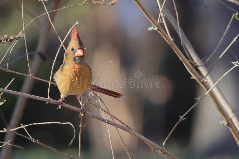 A Bird Sitting on a Tree Branch Looking Back at the Camera Stock Image ...