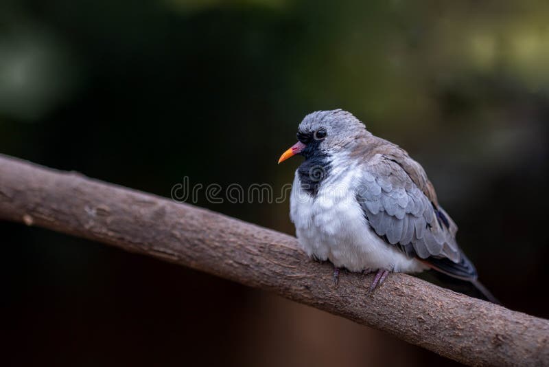 Bird Sitting on a Tree Branch. the Sad, Lonely Bird Stock Image - Image ...