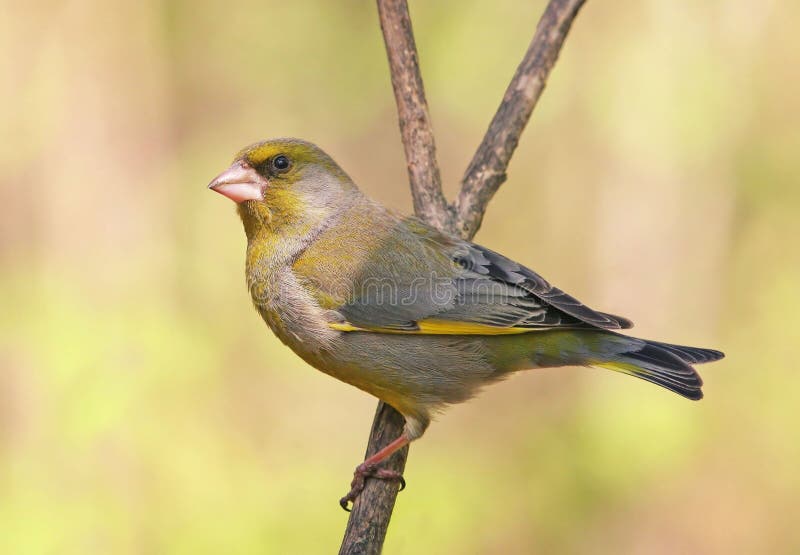 Bird Sitting on Tree Branch in Spring Stock Image - Image of finch ...
