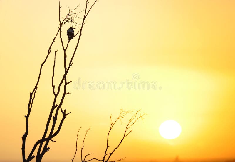 Bird is Sitting Tree Branches in Sunset Light Stock Image - Image of ...