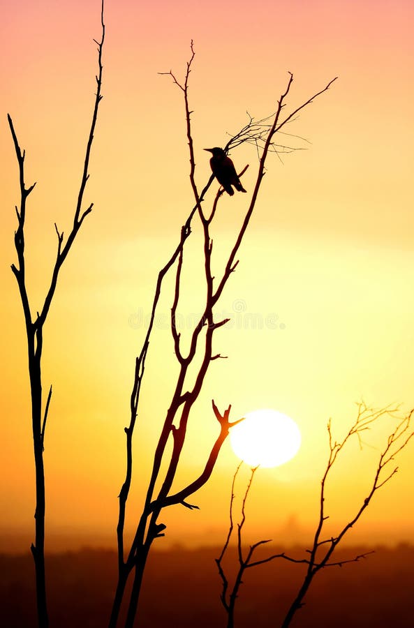 Bird is Sitting Tree Branches in Sunset Light Stock Photo - Image of ...