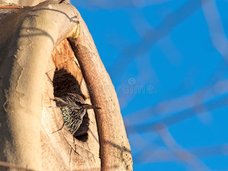 Bird Sitting in a Tree Hole Stock Image - Image of star, hole: 65938275