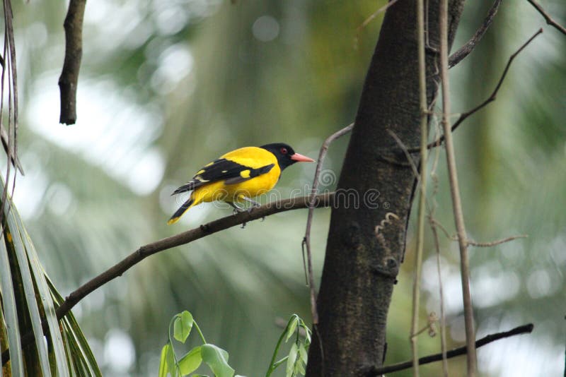 A Bird Sitting on a Tree is Never Afraid of Branch Breaking because Her ...