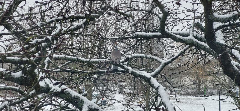 Bird Sitting on the Tree with Snow Stock Photo - Image of bird, cold ...