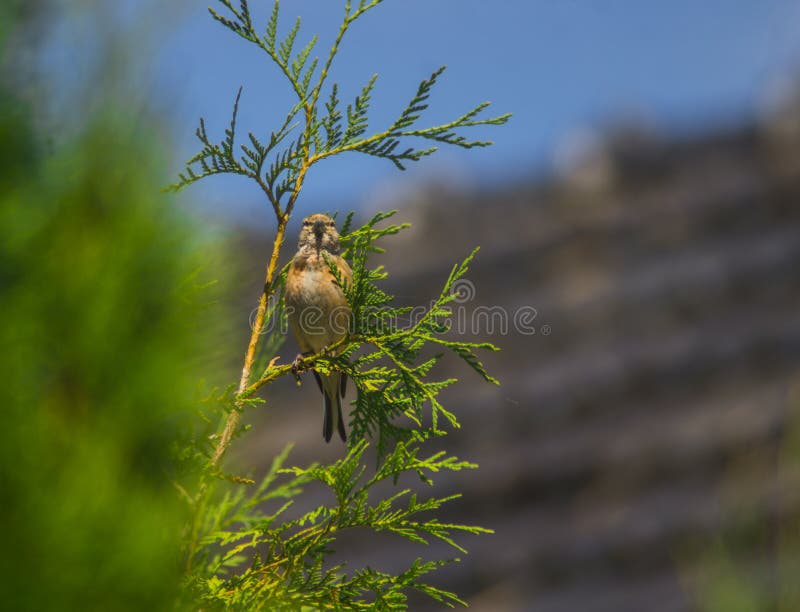 Bird sitting at the tree stock photo. Image of food - 250044702