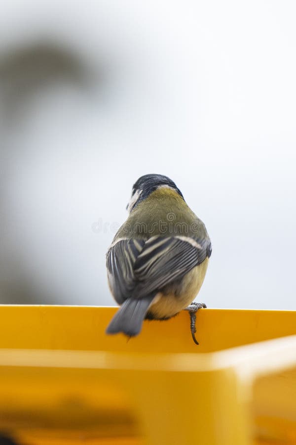 Bird Sitting on the Window with Its Back To the Viewer Stock Image ...