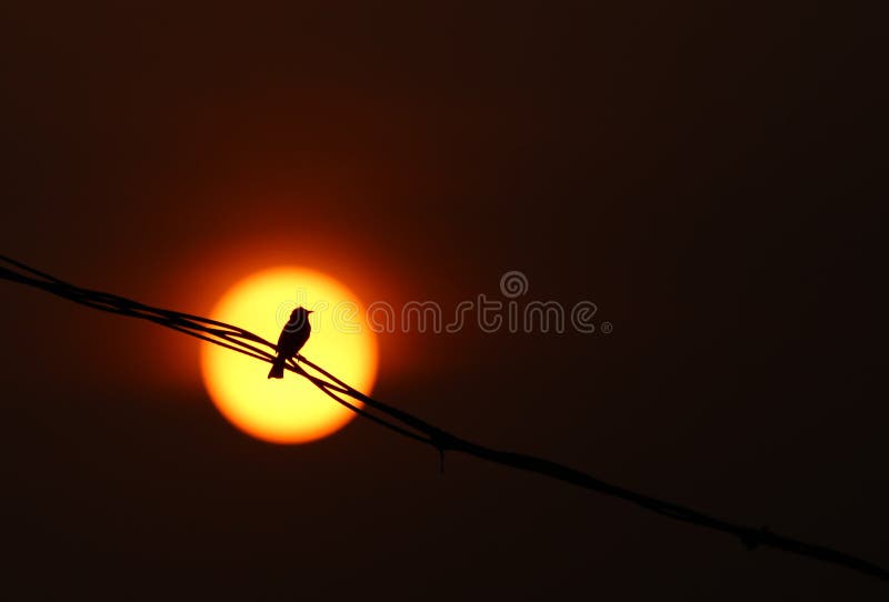 Bird Sitting on Wire at Sunset Stock Image - Image of summer, sunrise ...