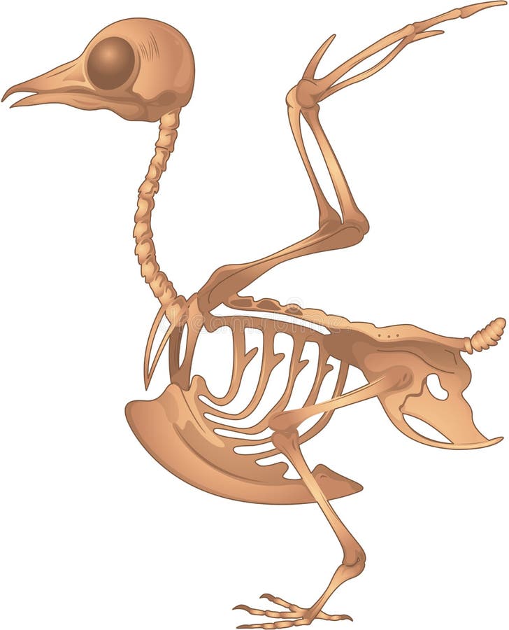 Bird skeleton stock illustration. Illustration of animals - 19282243