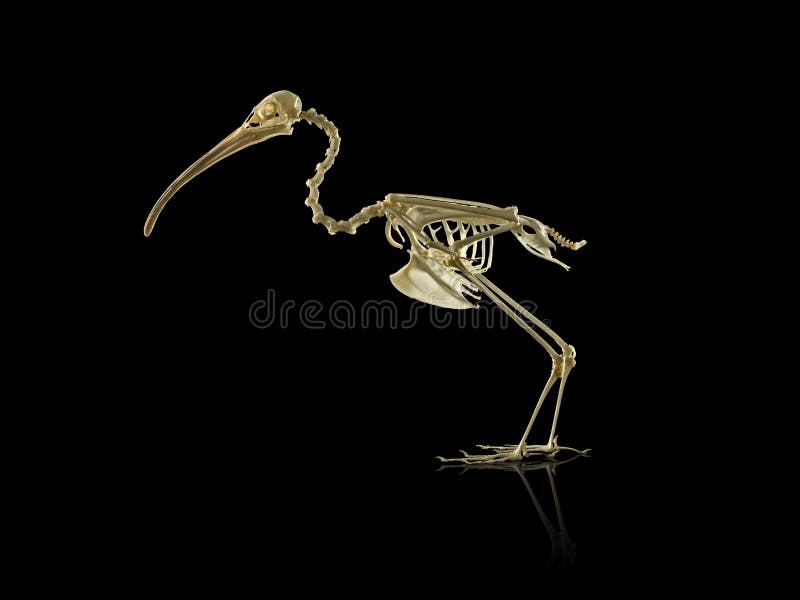 Kiwi Bird Skeleton