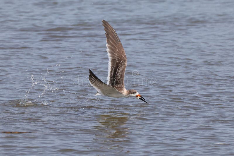 Bird Skimming Water Surface Creating Ripples and Splashes. Stock Photo ...