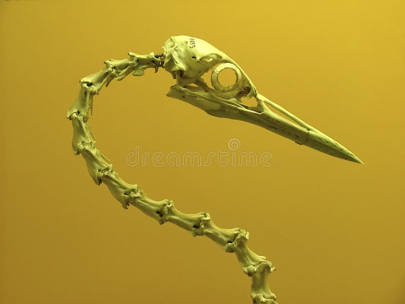 Bird skull stock photo. Image of pointy, beak, bone, curved - 196018