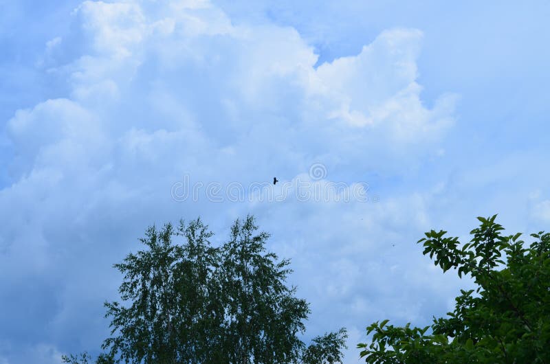 Bird in the sky stock image. Image of ecology, geography - 121851831