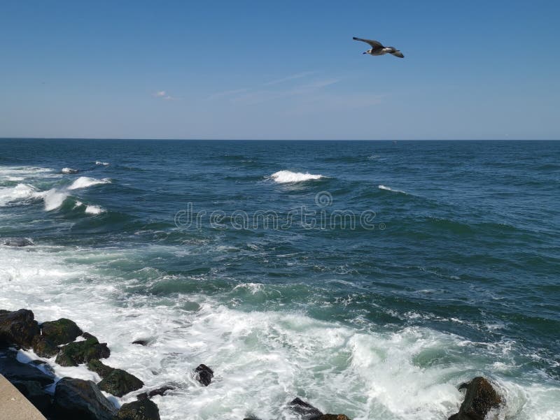 The Bird of the Sky Crosses the Rough Sea Stock Photo - Image of bird ...