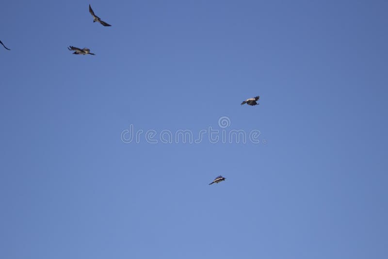 Bird in Sky. Crow on Blue Background Stock Image - Image of fear, black ...