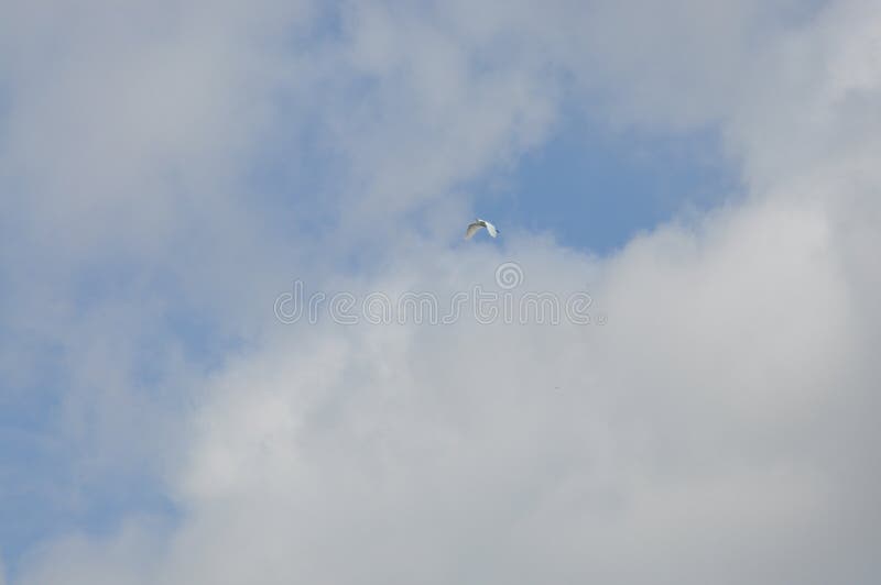 Swimming Water Ani Stock Photos - Free & Royalty-Free Stock Photos from ...