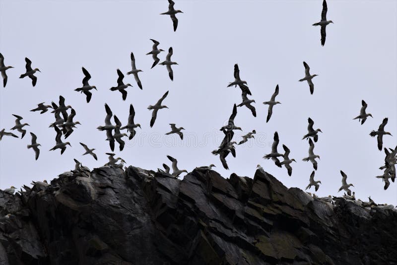 Bird, Sky, Flock, Animal Migration Picture. Image: 101154608