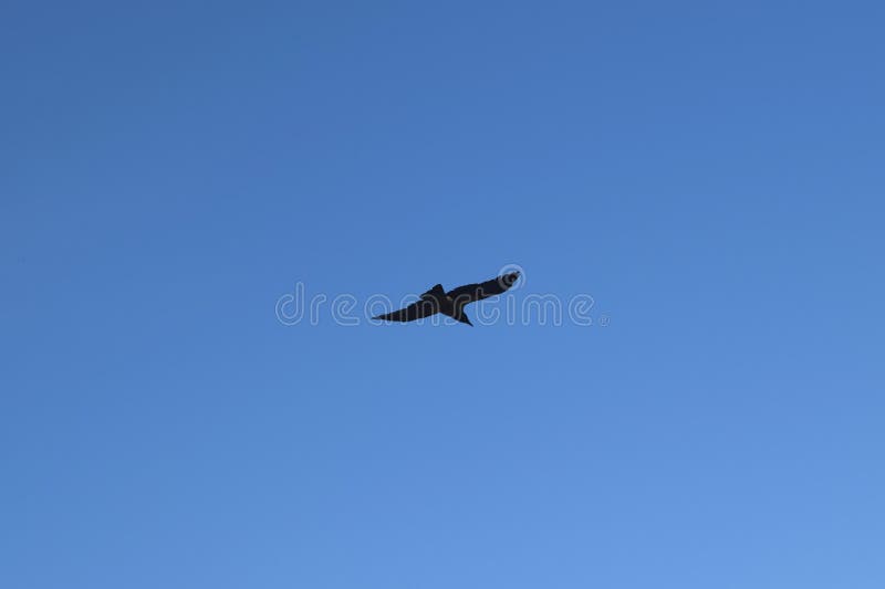 A Bird in the Sky Flying at an Altitude Stock Photo - Image of light ...