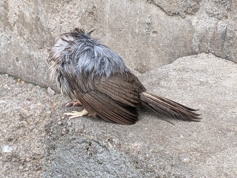 Bird Sleeping while Sitting Stock Photo - Image of beak, duck: 226343734