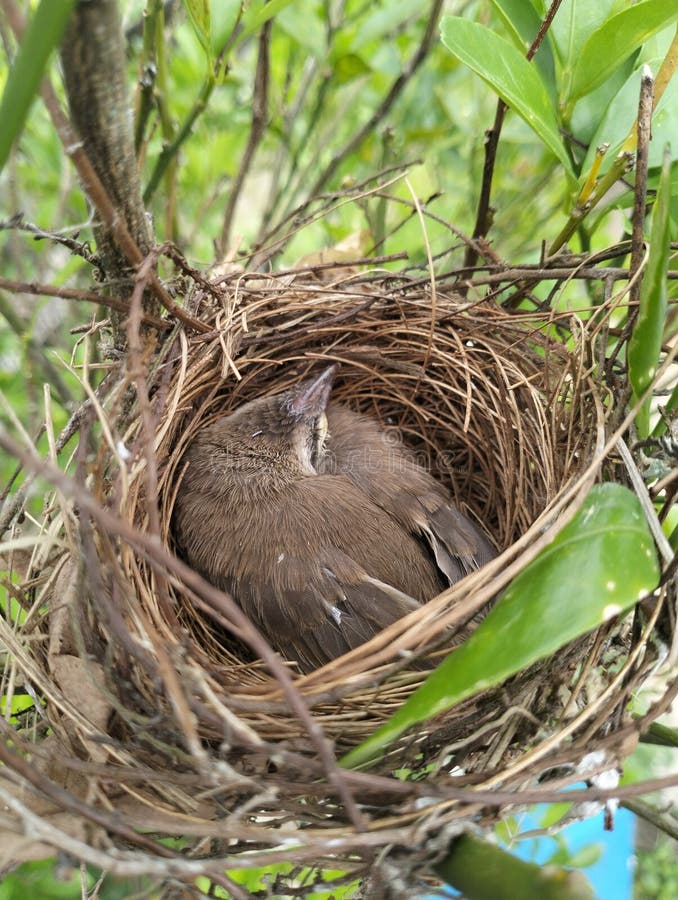 Bird Sleeping in Their Nest Stock Photo - Image of plant, branch: 267953918