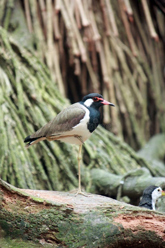 Bird stock photo. Image of feathers, feather, vane, birds - 43775864