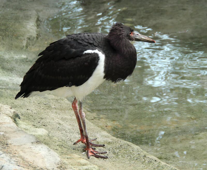 Bird by small lake stock photo. Image of long, water - 154867296