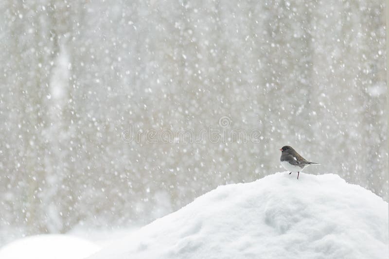 Bird in a snow storm stock image. Image of snow, bird - 153726445