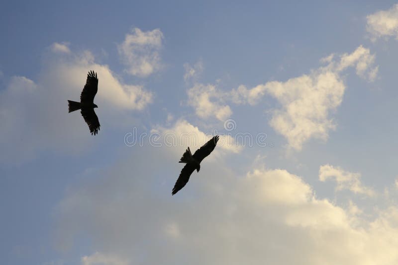 Bird Soaring in the Blue Sky, Watching for Stock Image - Image of ...