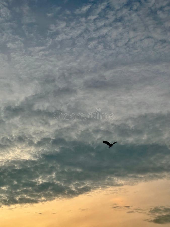 Bird Soaring in Colorful Sunset Sky Stock Image - Image of adventure ...