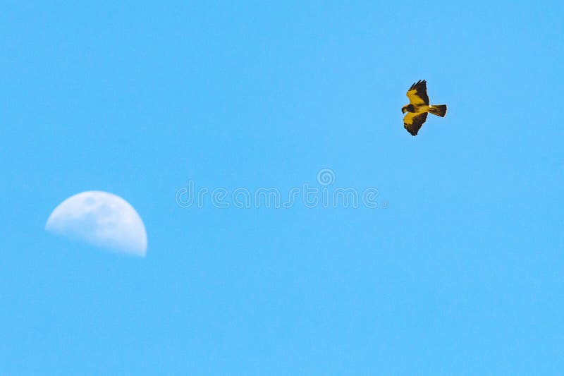 Bird Soaring with the Moon in a Clear Blue Sky. Stock Photo - Image of ...